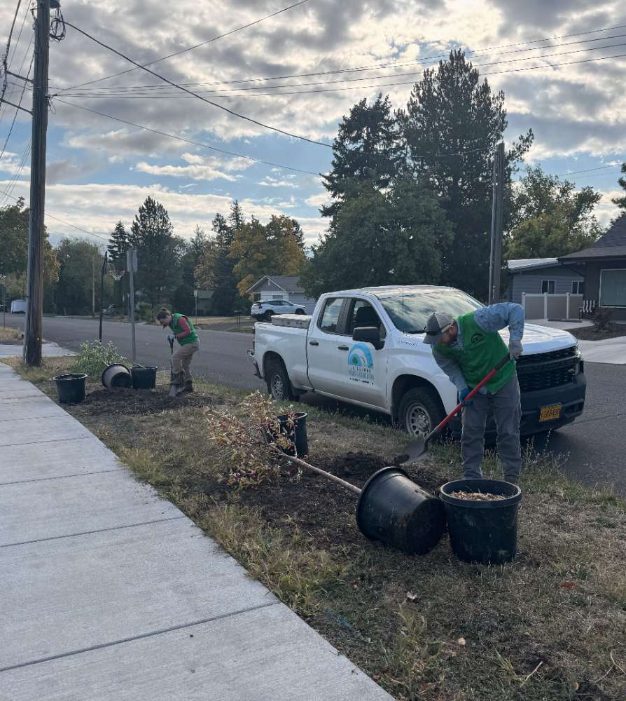 Sponsor a Tree Program | La Grande Parks and Recreation